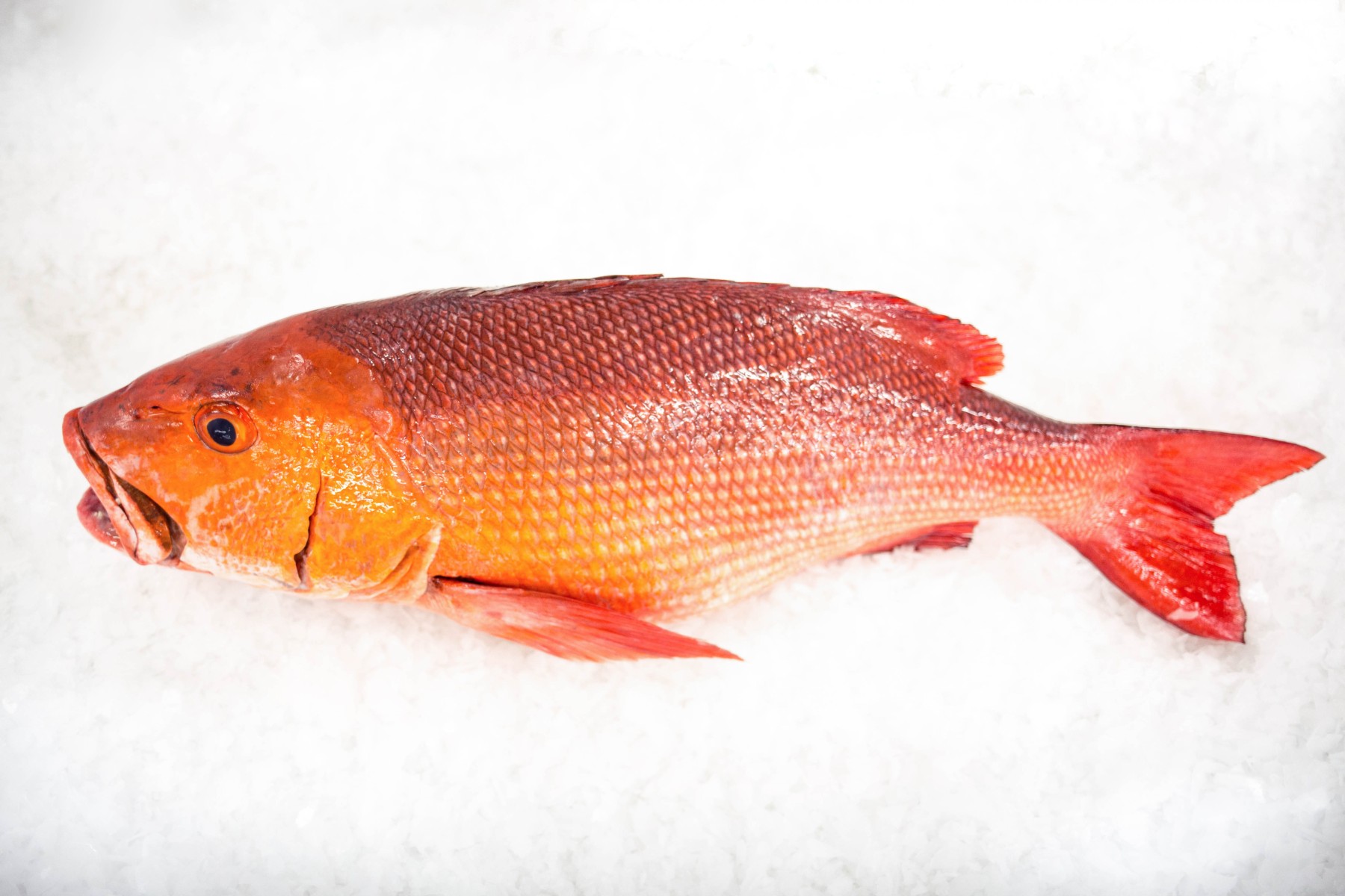 Ghorban Global | Exoten